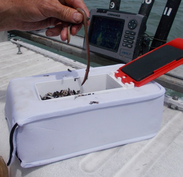 Insulated Worm Container